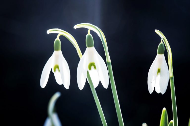 Locuri unde ghioceii pot fi vazuti in mediul lor natural. In Europa ...