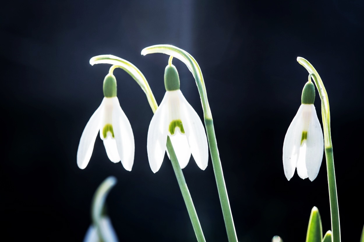 Locuri unde ghioceii pot fi vazuti in mediul lor natural. In Europa ...