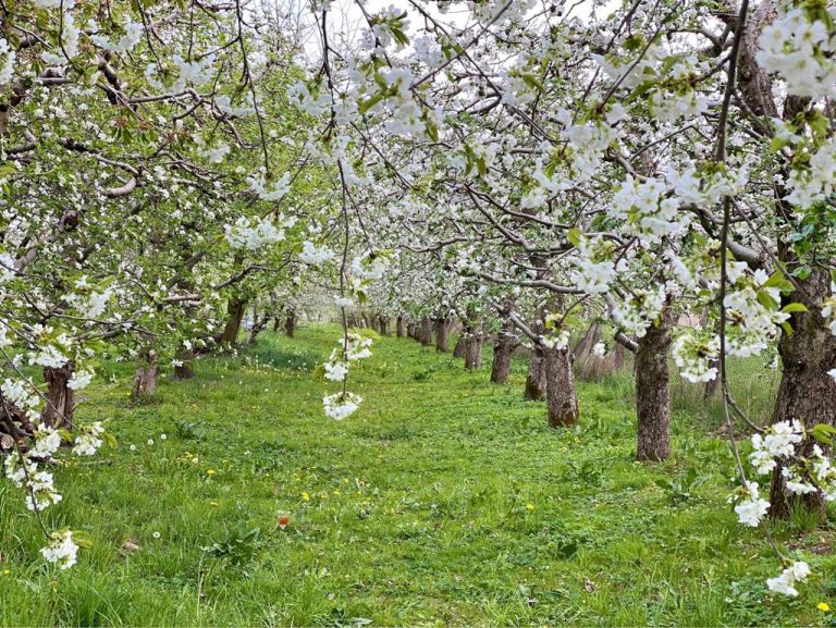 Livezi pe care le puteti vizita pentru a putea organiza picnicuri sau ...