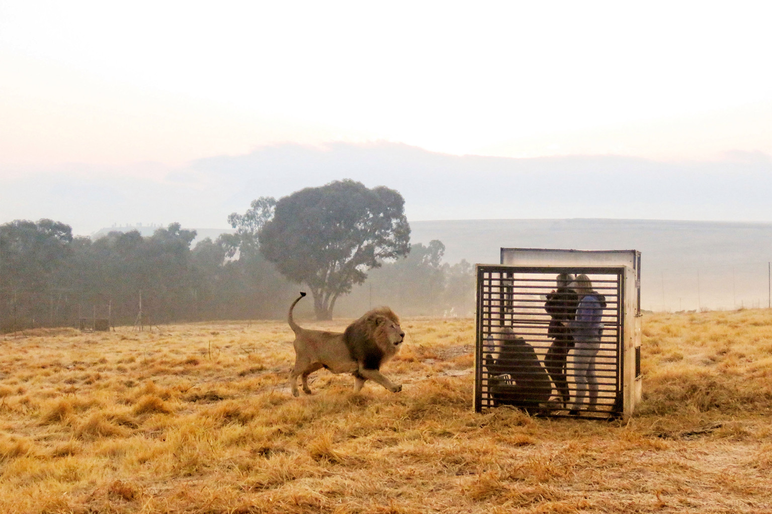 O rezervatie din Africa Sud ofera experienta reala "Lion King": poti ...