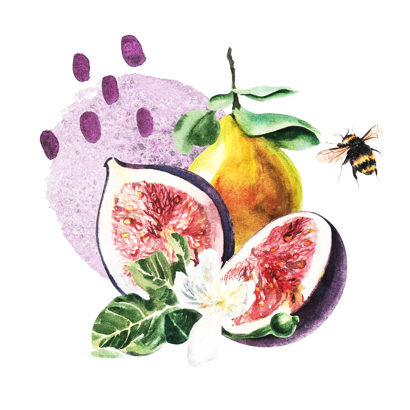 Smochina, cel mai trendy ingredient pentru parfumuri si produse de ...